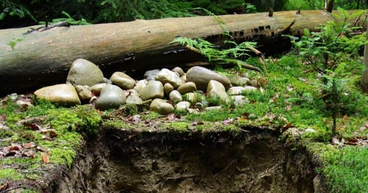 SOLID - SOiL Information for species Distribution modelling