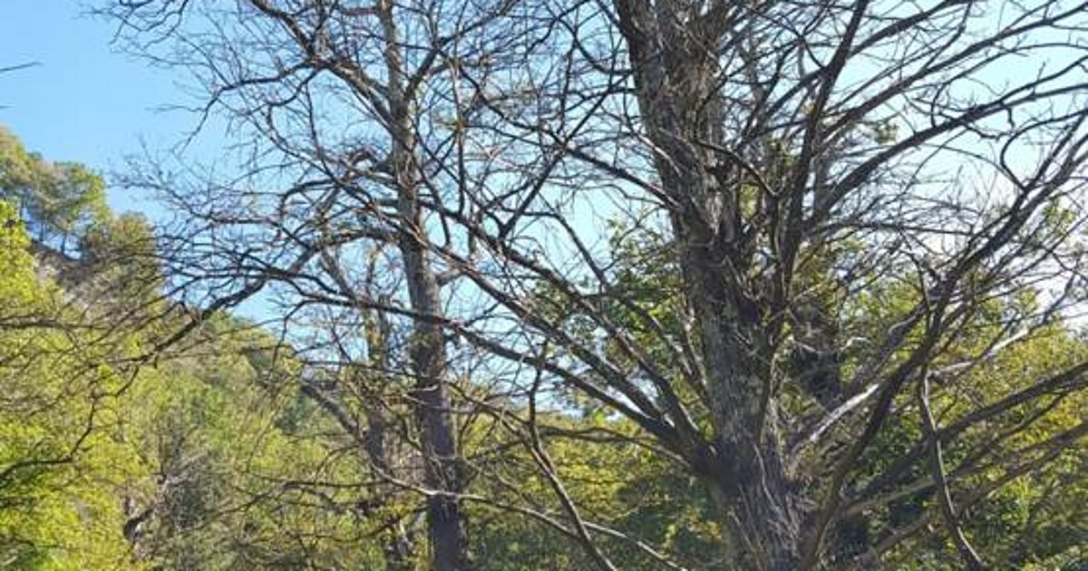 Chestnut ink disease: worsened by climate change?