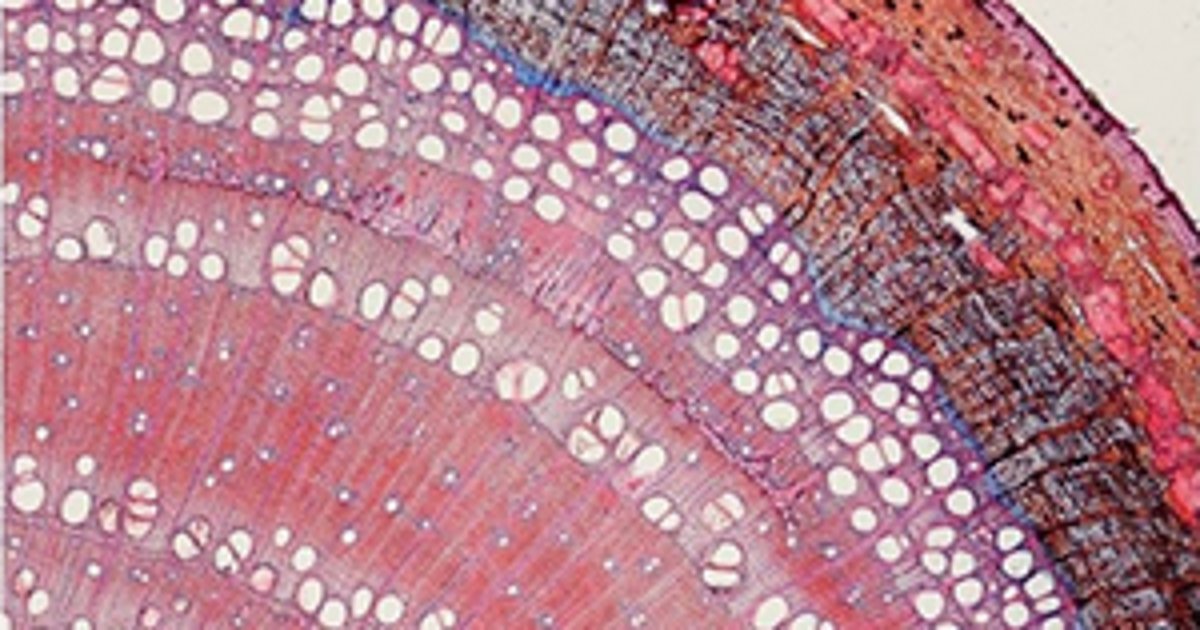 Xylem Database