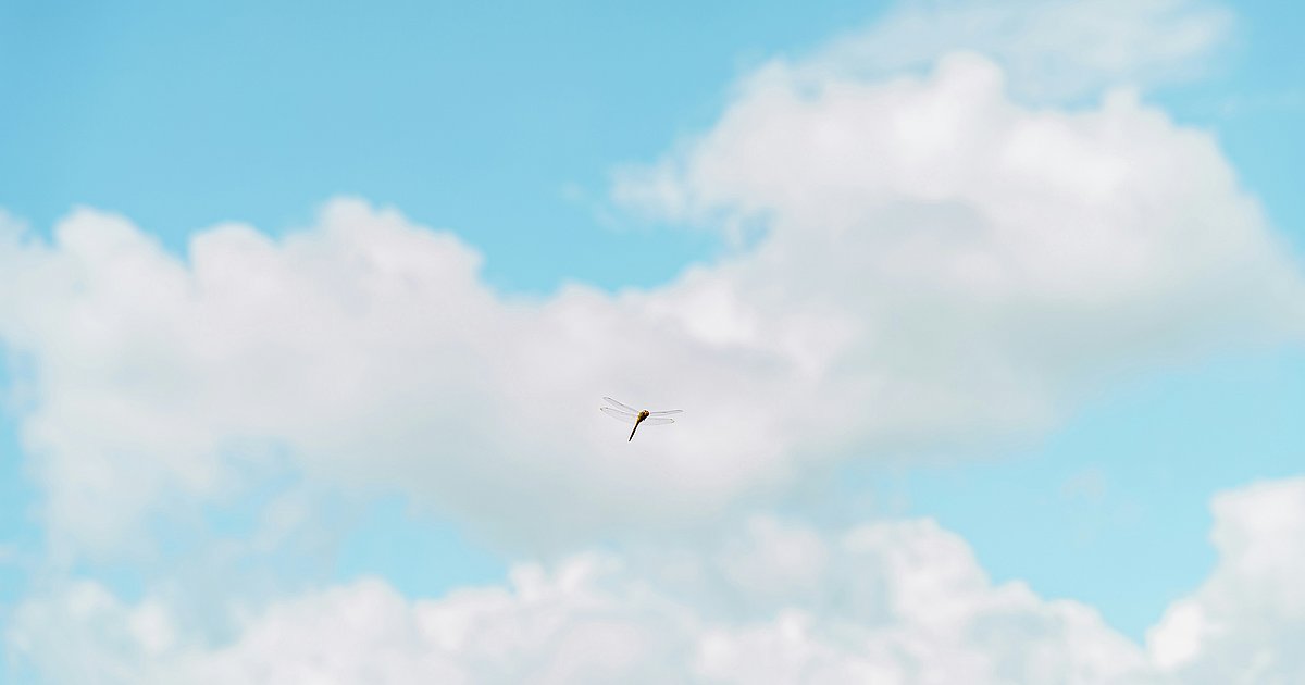 How many insects fly in the sky above the USA?