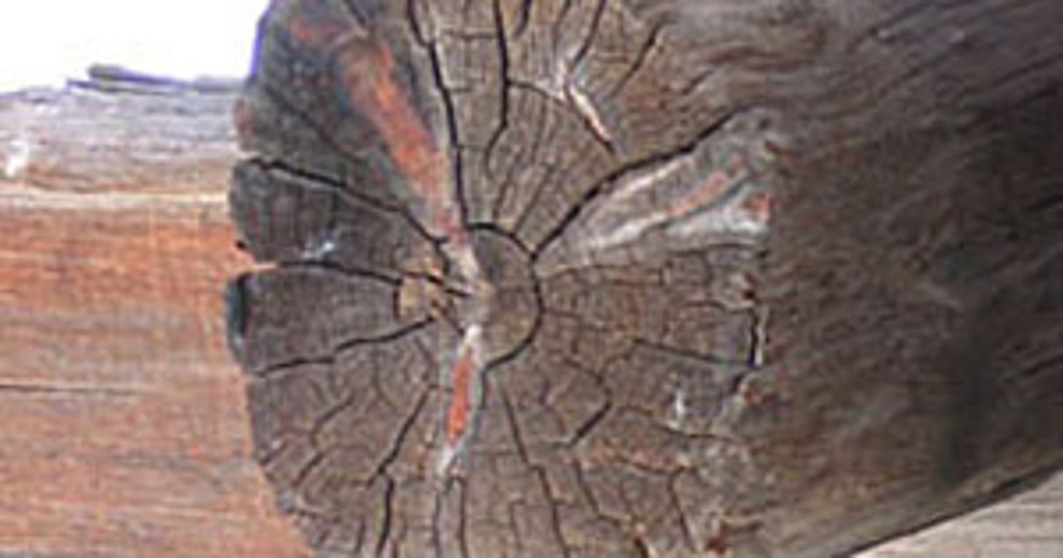 Glossary Of Dendrochronology