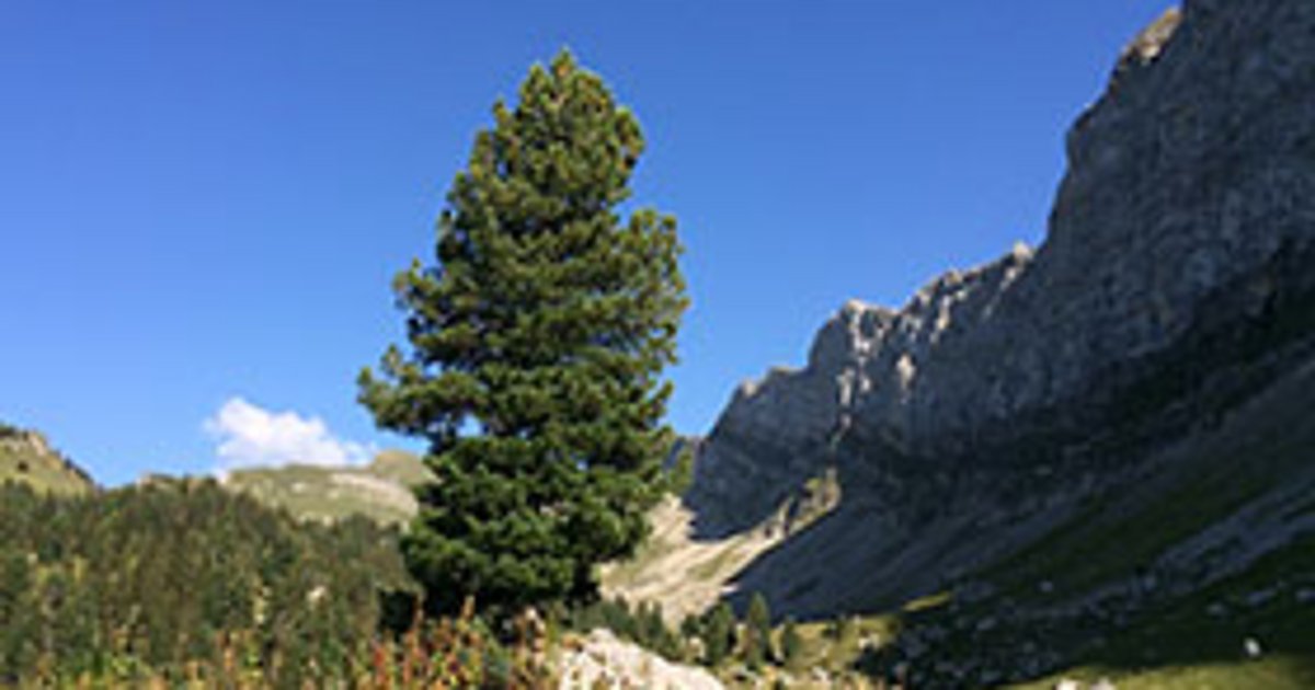 GenTree – Optimizing the management and sustainable use of forest ...