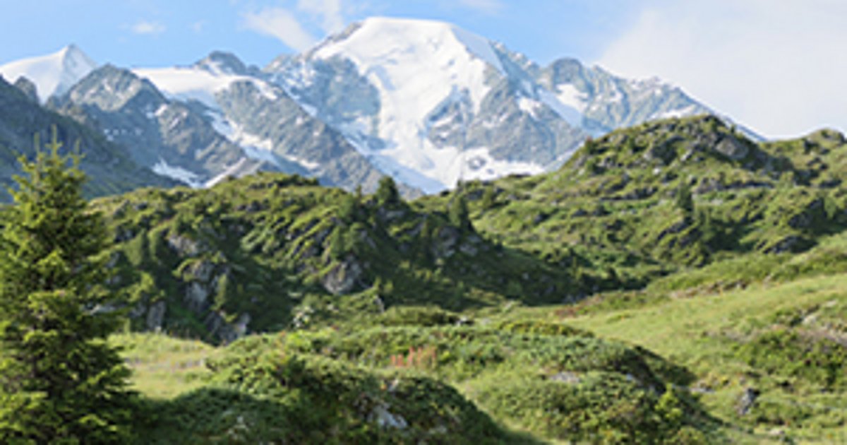 Functional ecology of alpine meadows