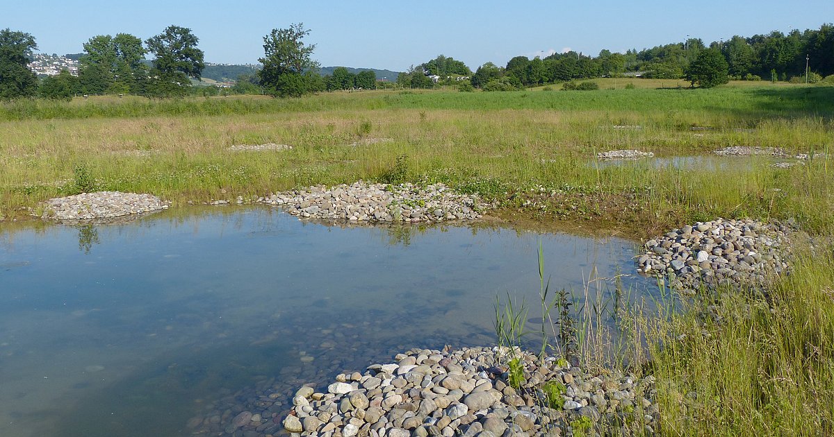Four ponds, 100 square metres, diverse and fluctuating: where ...