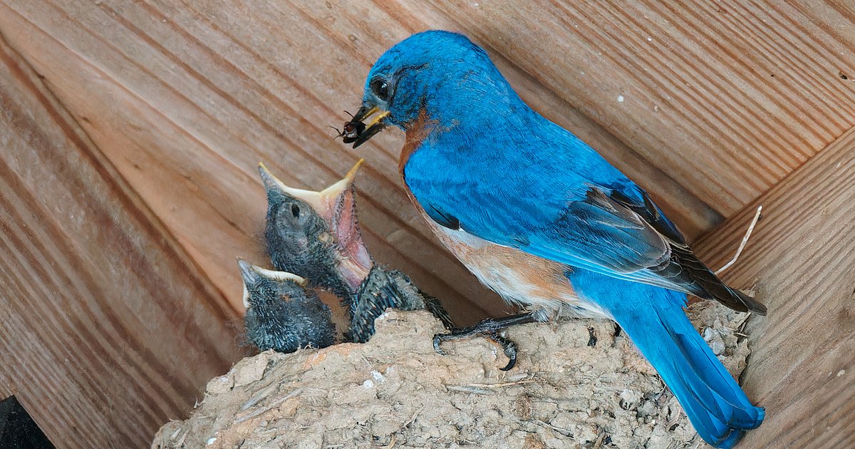 Nestlings suffer from temperature extremes