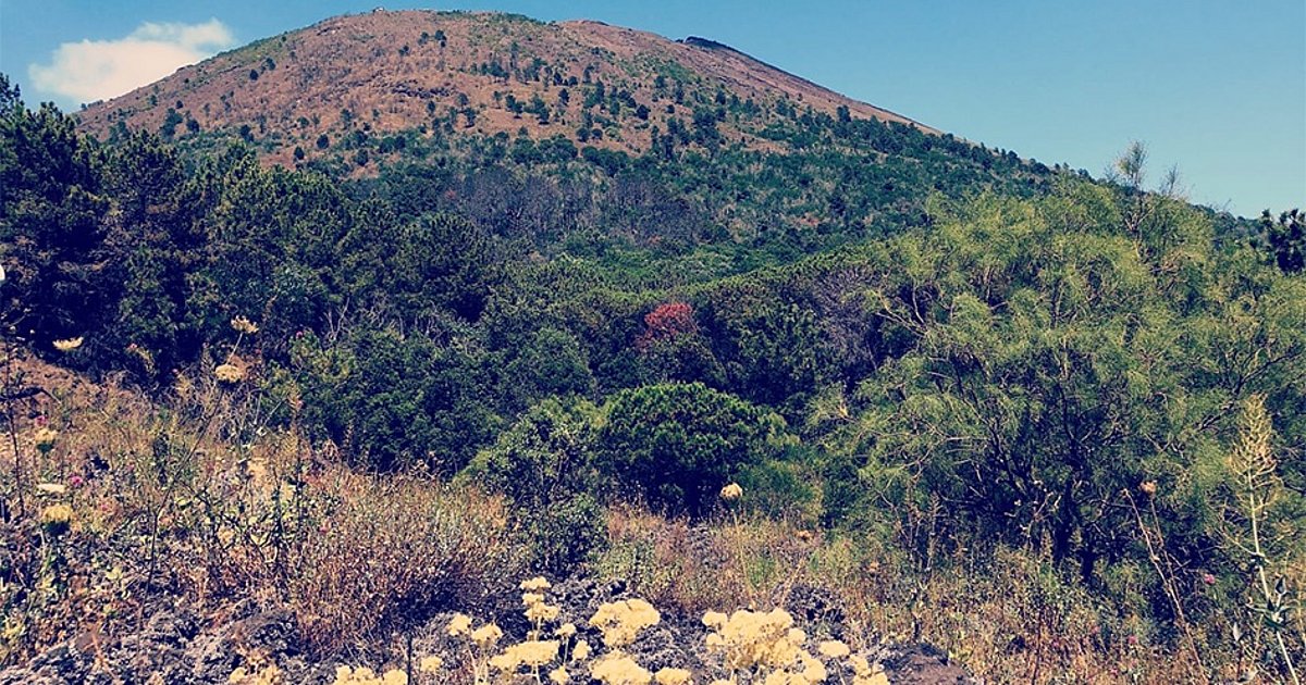 Soil and tree resilience after forest wildfire in Southern Italy