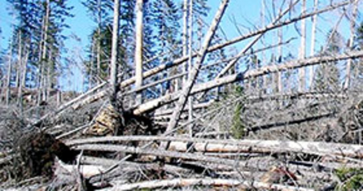 Impacts of forest disturbances on soil carbon stocks