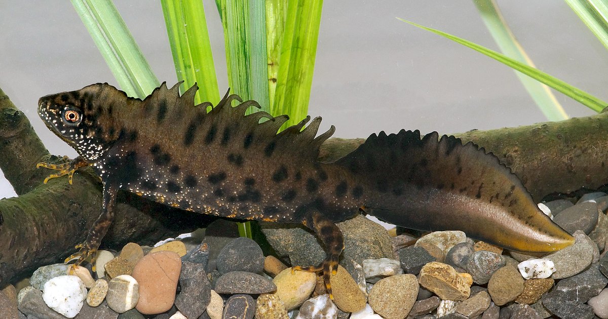 Genetic testing detects great crested newts in the Grande Cariçaie