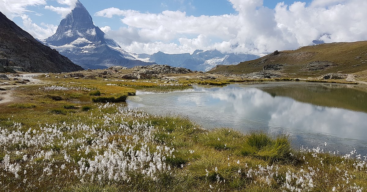 Alpine plants under climate change: gaps in the transnational mosaic of ...