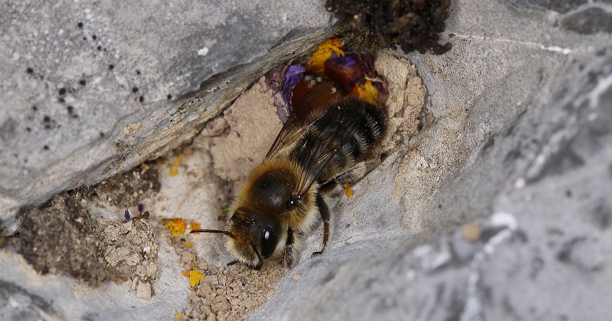 Windstorms make room for biodiversity: New opportunities for endangered ...