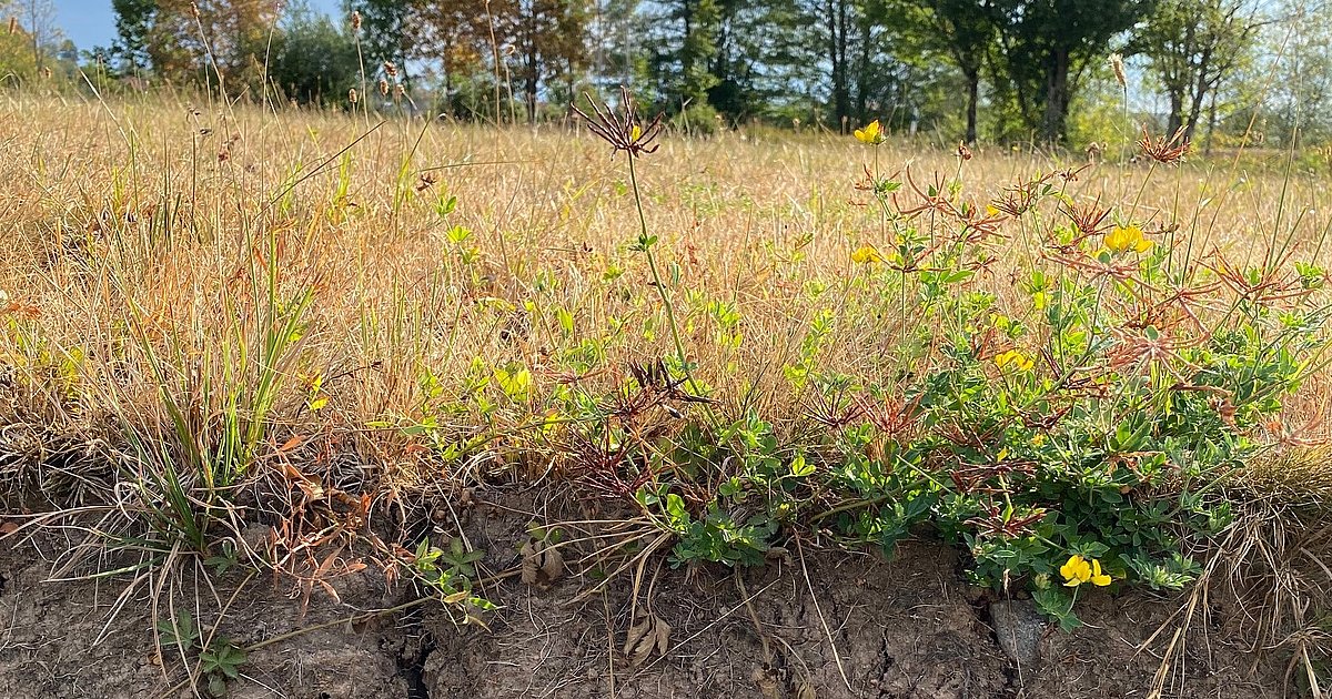 SMURF: Soil Moisture Upscaling beyond Vegetational Boundaries using ...