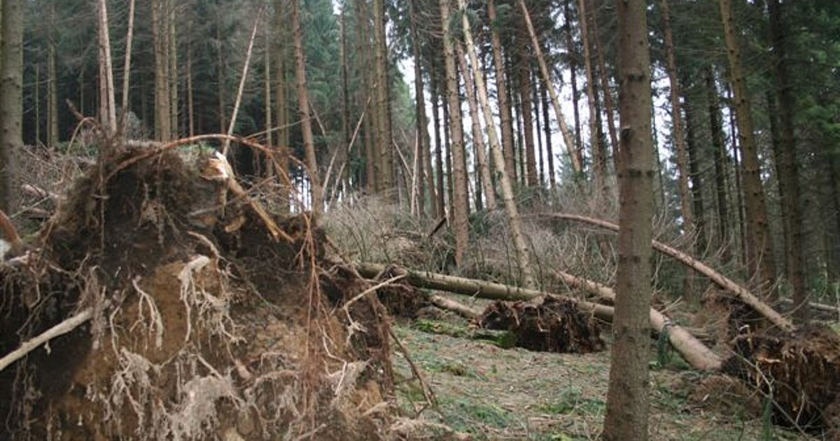 Impacts of climate change induced extreme windthrow events on forest ...