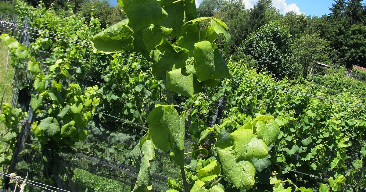 Flavid II - Erkennung und Management des Phytoplasma-Inokulums ...