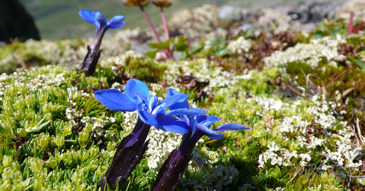 How alpine ecosystems are responding to climate change: it all comes ...