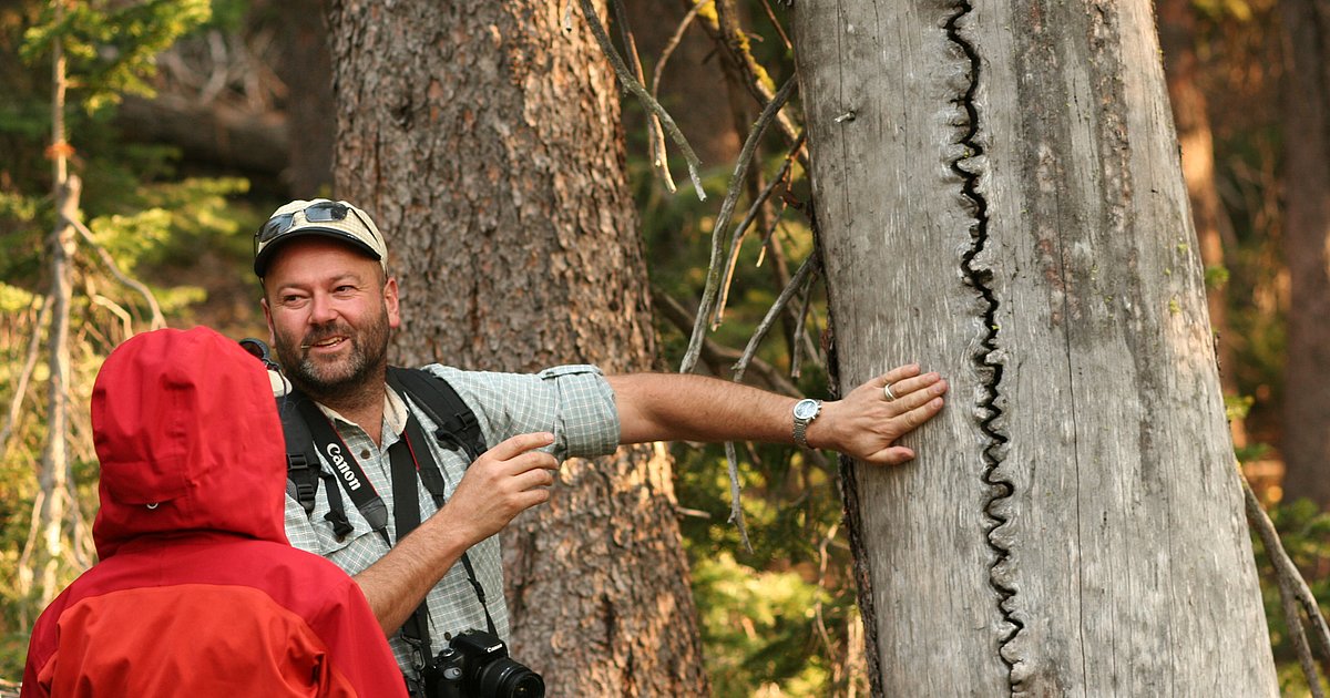 WSL-Waldforscher wird Titularprofessor an der ETH Zürich