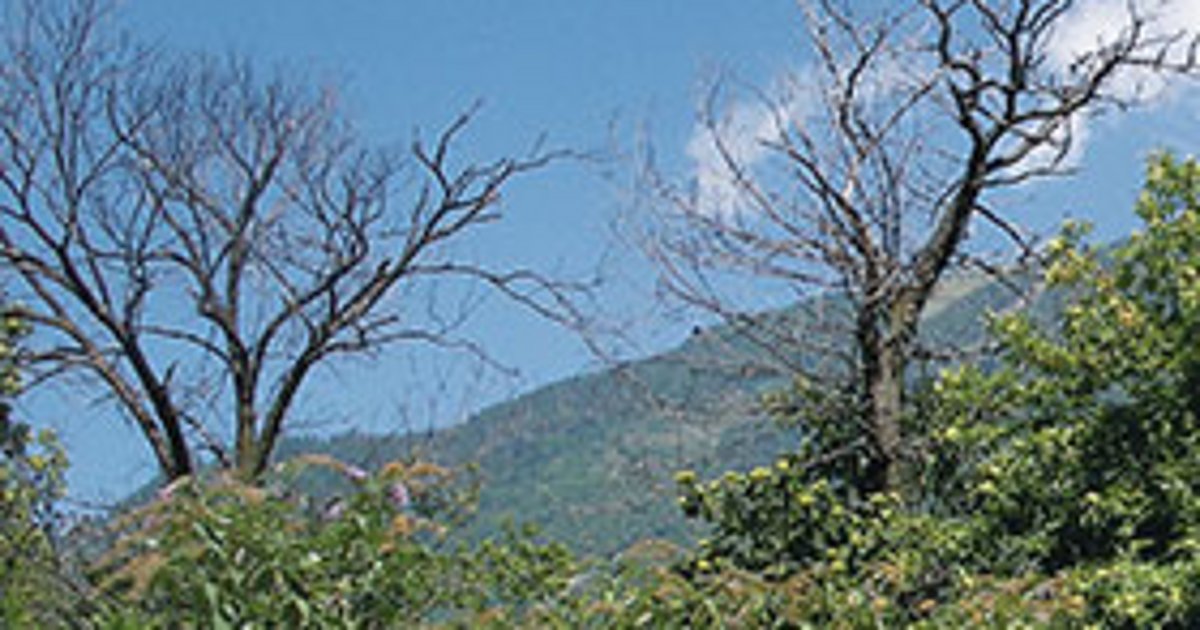 Dynamics of virus infection in mycovirus-mediated biological control of ...