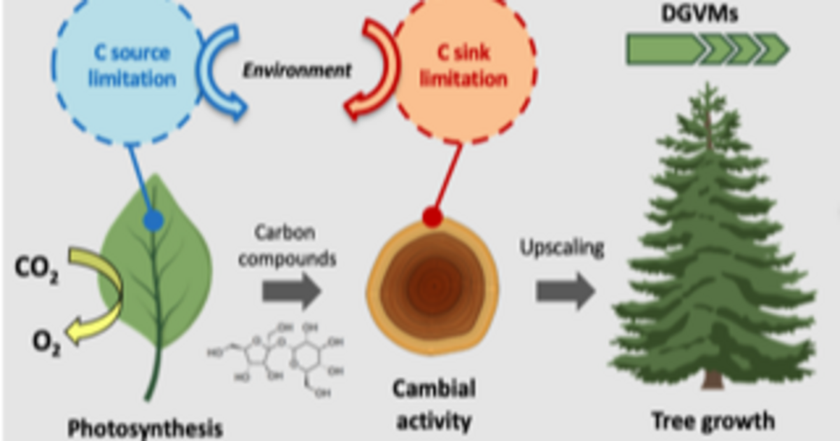 MiCSS - Mixed Carbon Source and Sink controls on tree growth