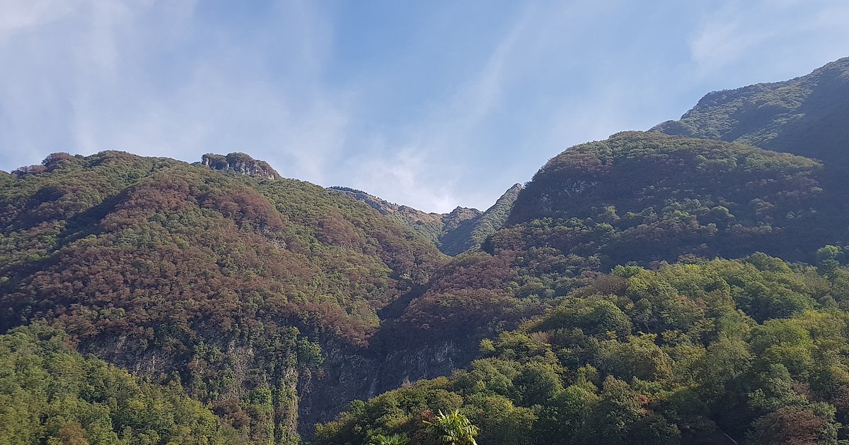 A participatory WSL initiative advances forest monitoring