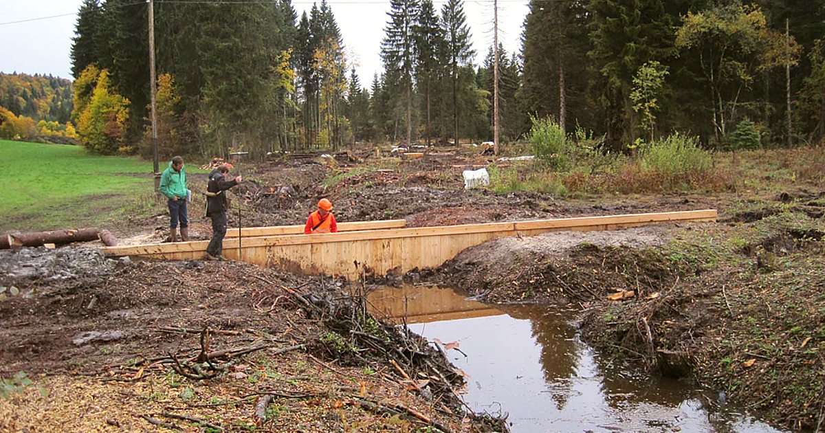 Conserve bogs - protect the climate