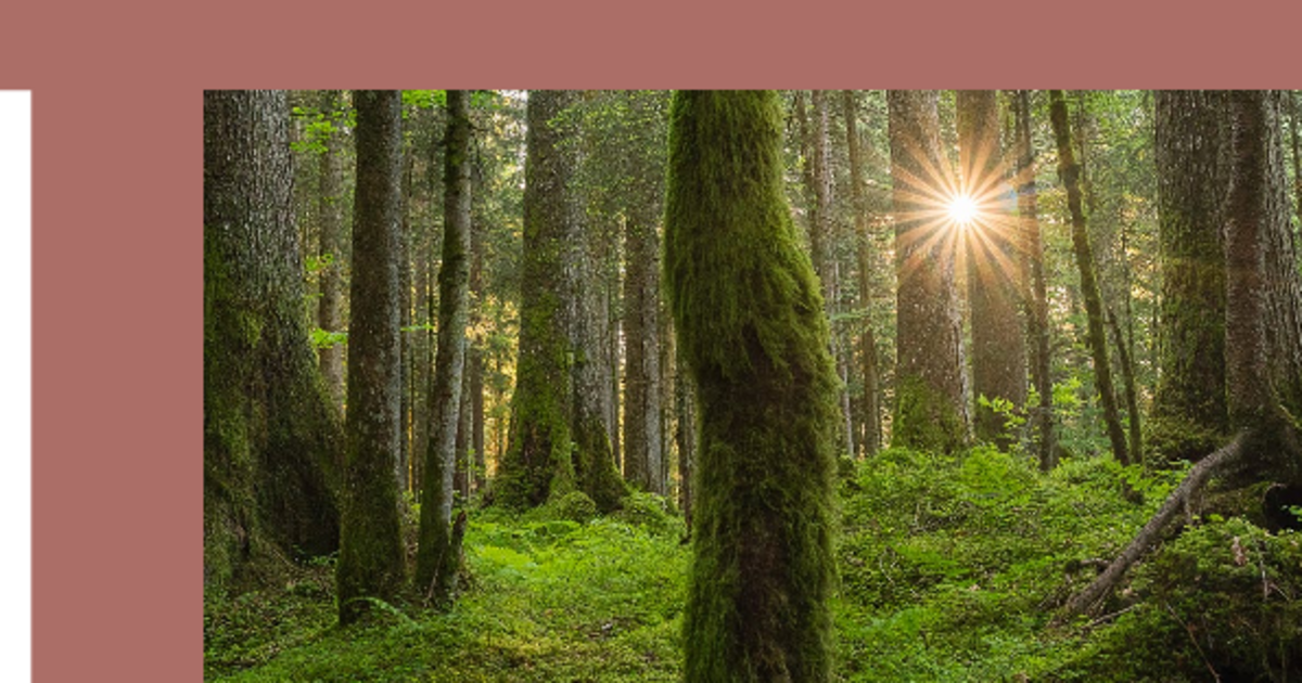 Forest Report 2025