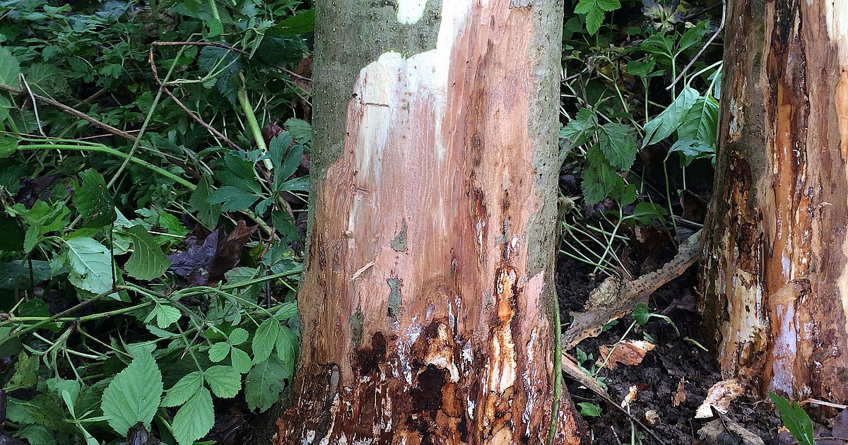 Eschentriebsterben hat Alpenhauptkamm überwunden