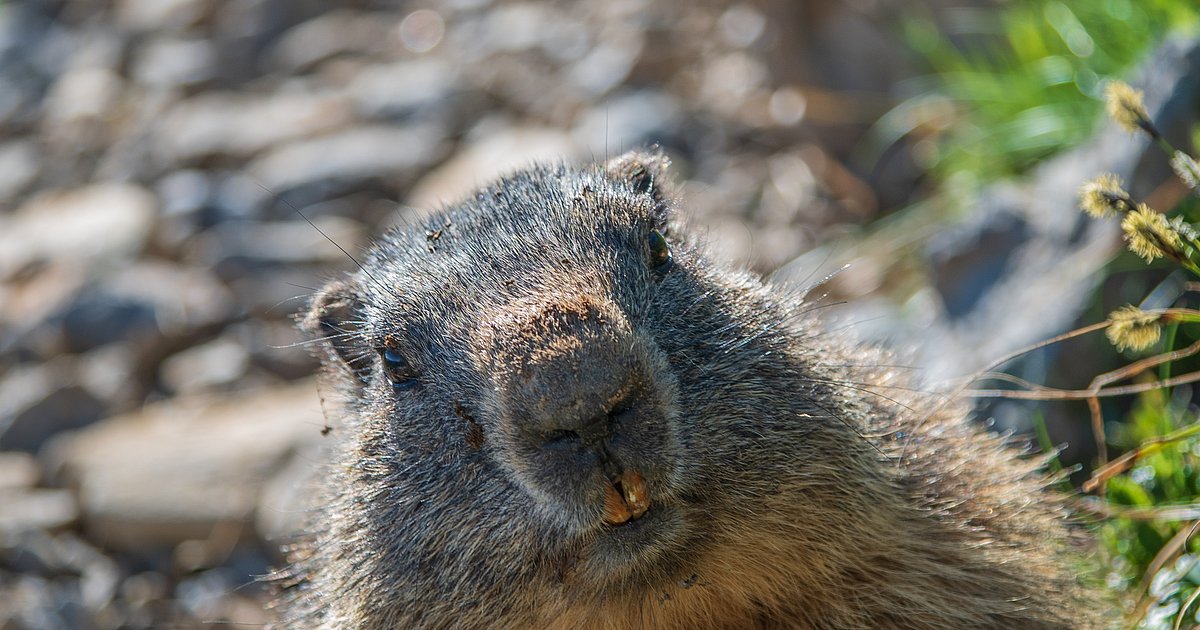 Climate change has minor impact on marmots for now
