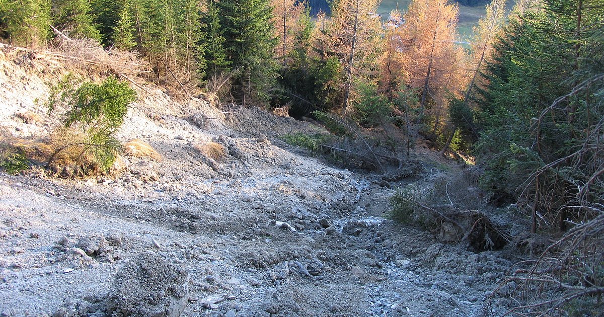Shallow landslides: impact of Forest structure on slope stability ...