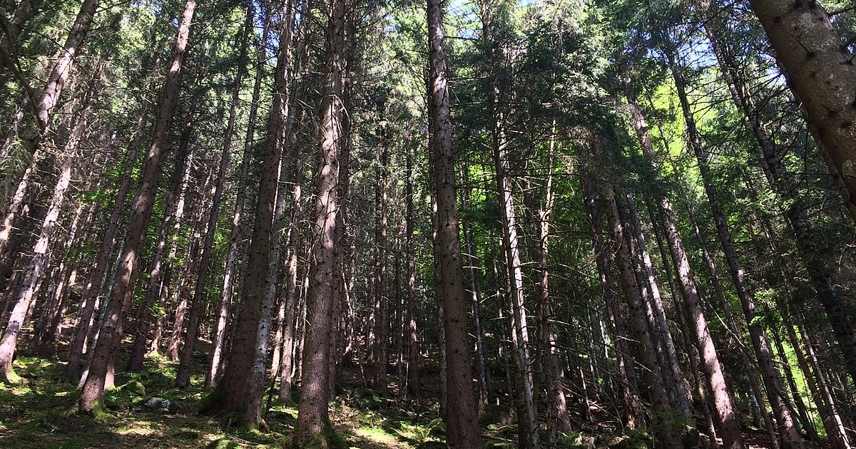 Mountain Spruce Forests As Hotspots for Extremes: Impacts, Resilience ...