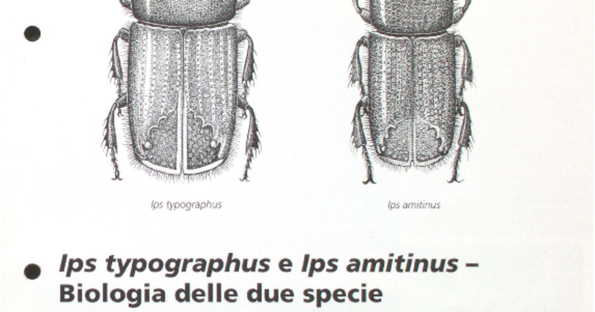 lps typographus e lps amitinus – Biologia delle due specie