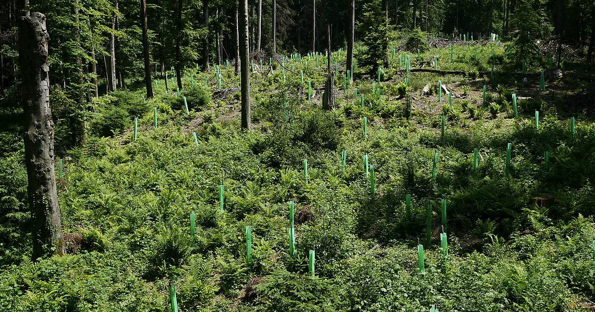 Climate change in forests: Tree species for the future