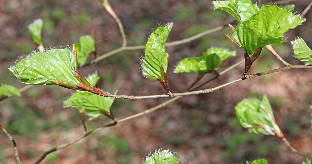Why we paint tree buds