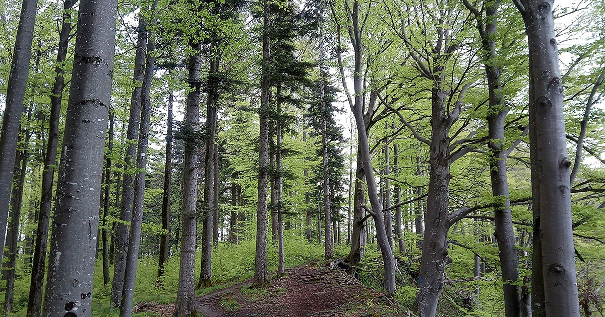 Understanding European foresters and forest owners motivations ...