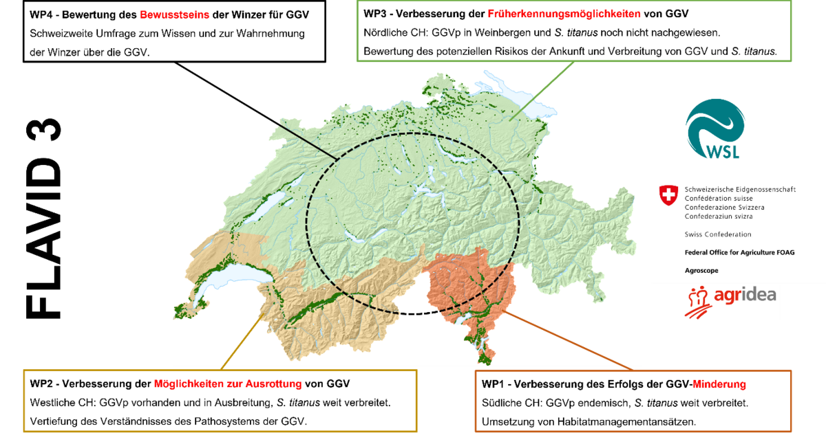 FLAVID 3 - Étude de la présence et de la diversité génotypique du ...