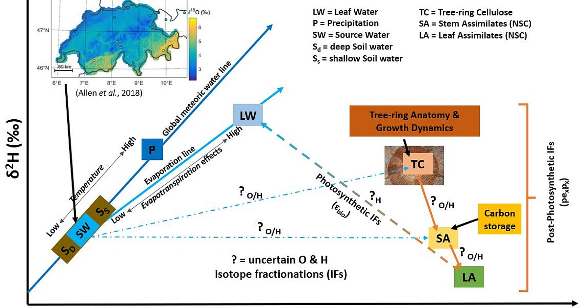 TreeWater - Disentangling the isotopic signal transfer from source ...