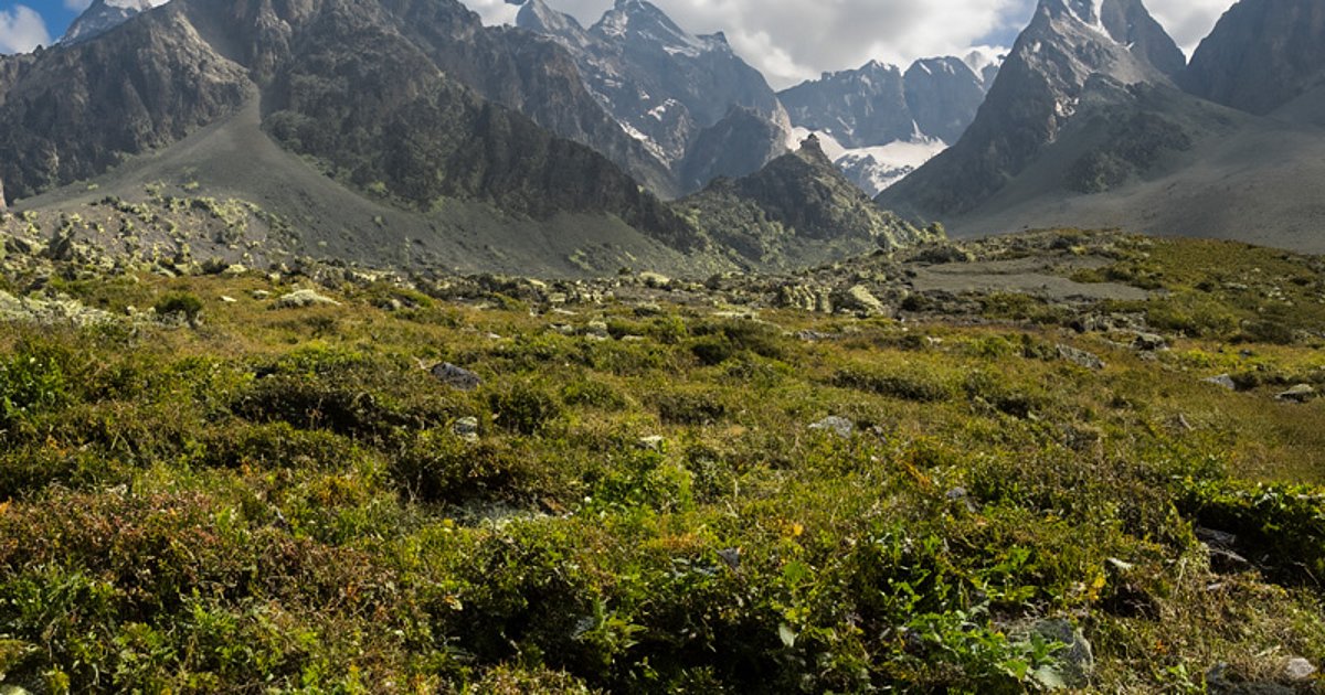 Effects of the promotion of biodiversity on resilience and ecosystem ...