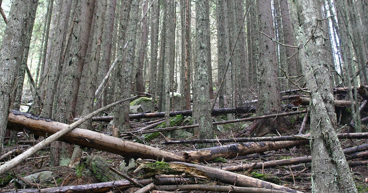 Early interventions generally make forests more resistant to natural ...