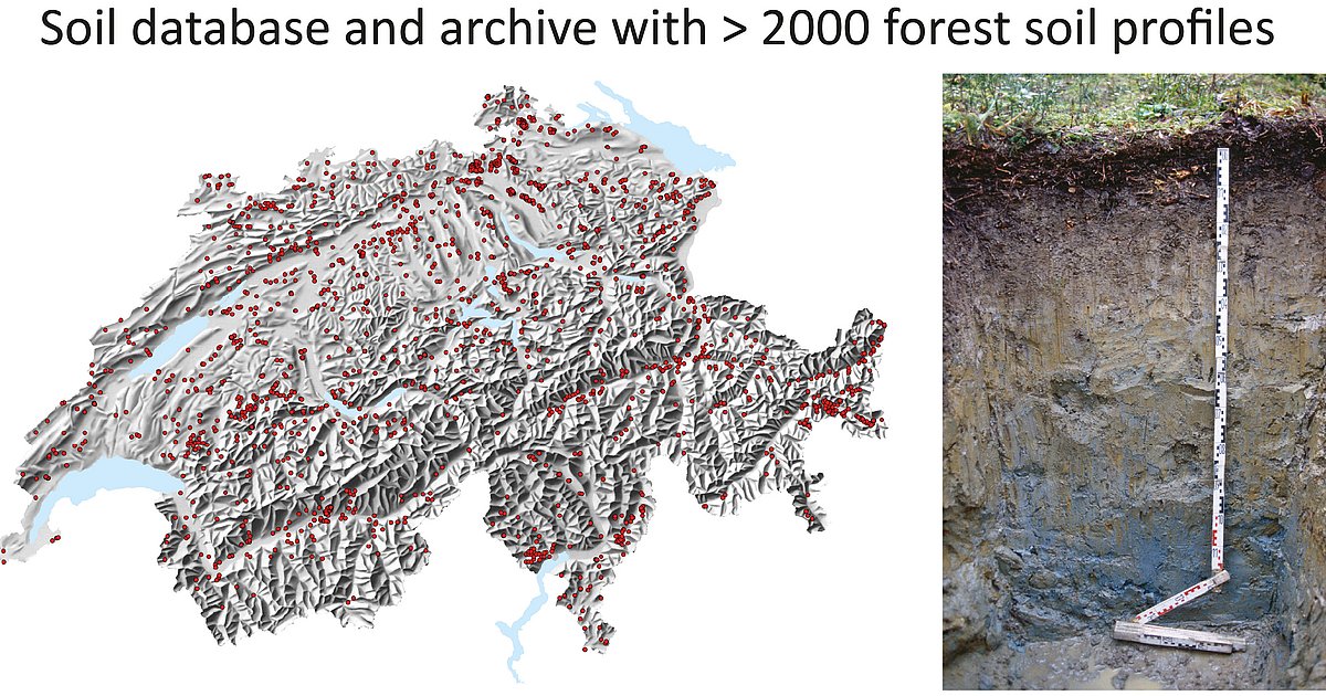Soil Function Assessment in Swiss Forests