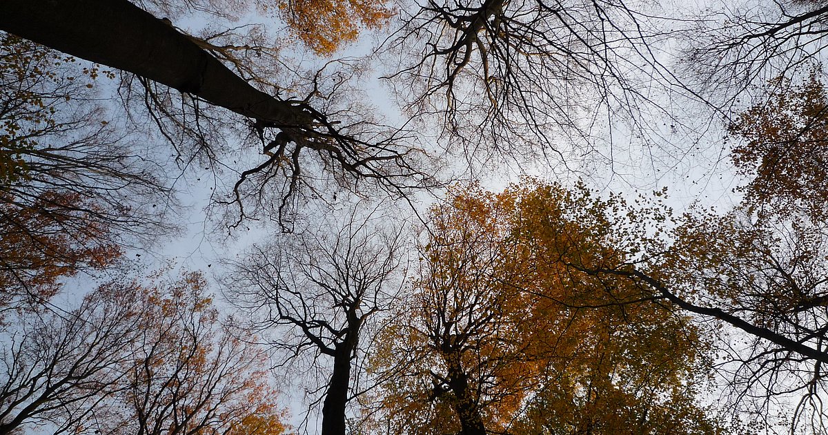 Effects of structural and physiological forest attributes on ...