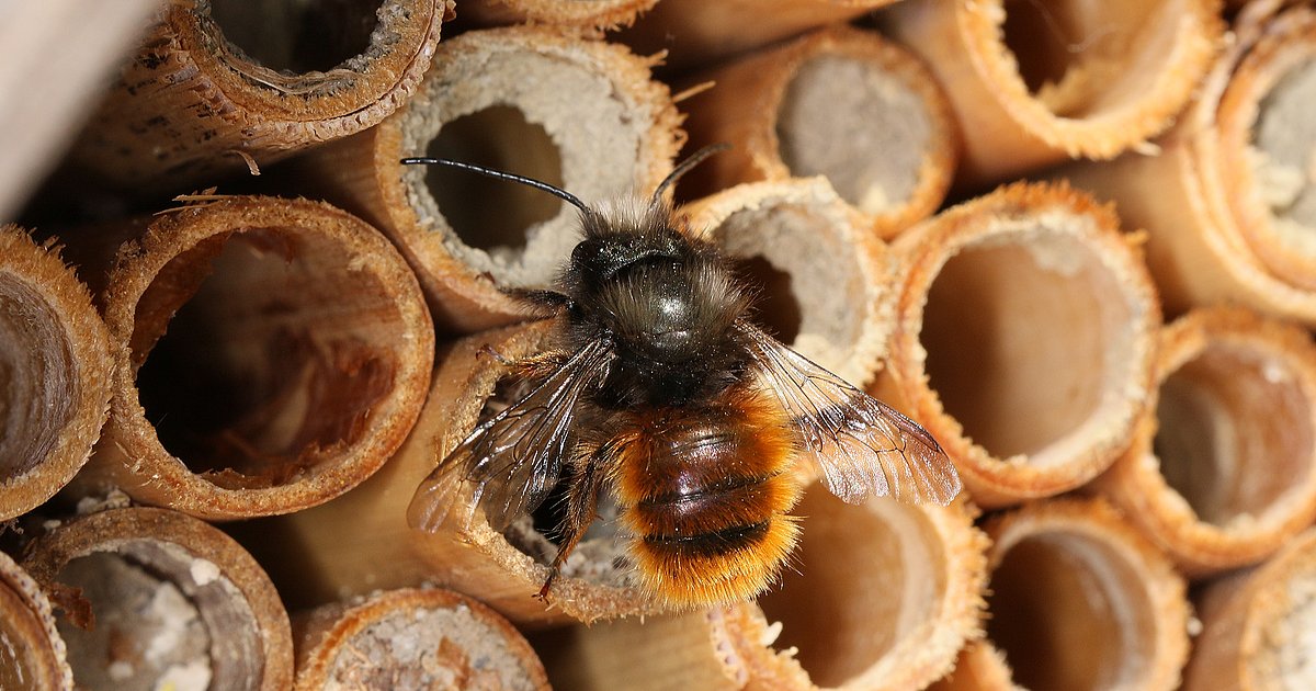 Most wild bee hotspots are outside protected areas
