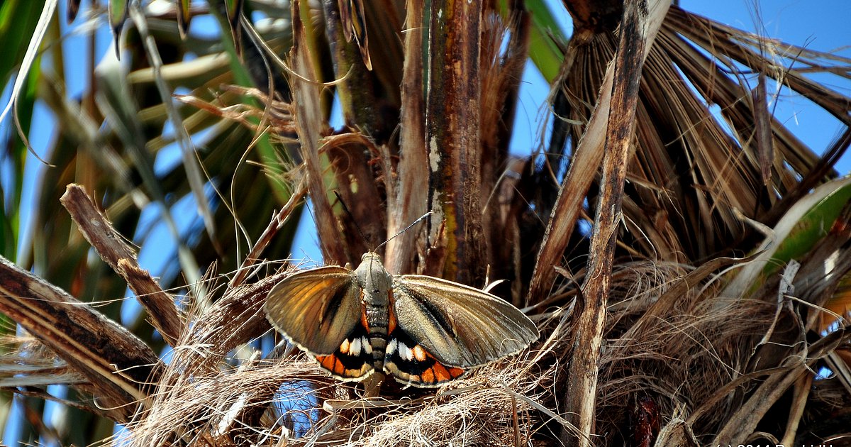 First sighting of the palm moth in Ticino