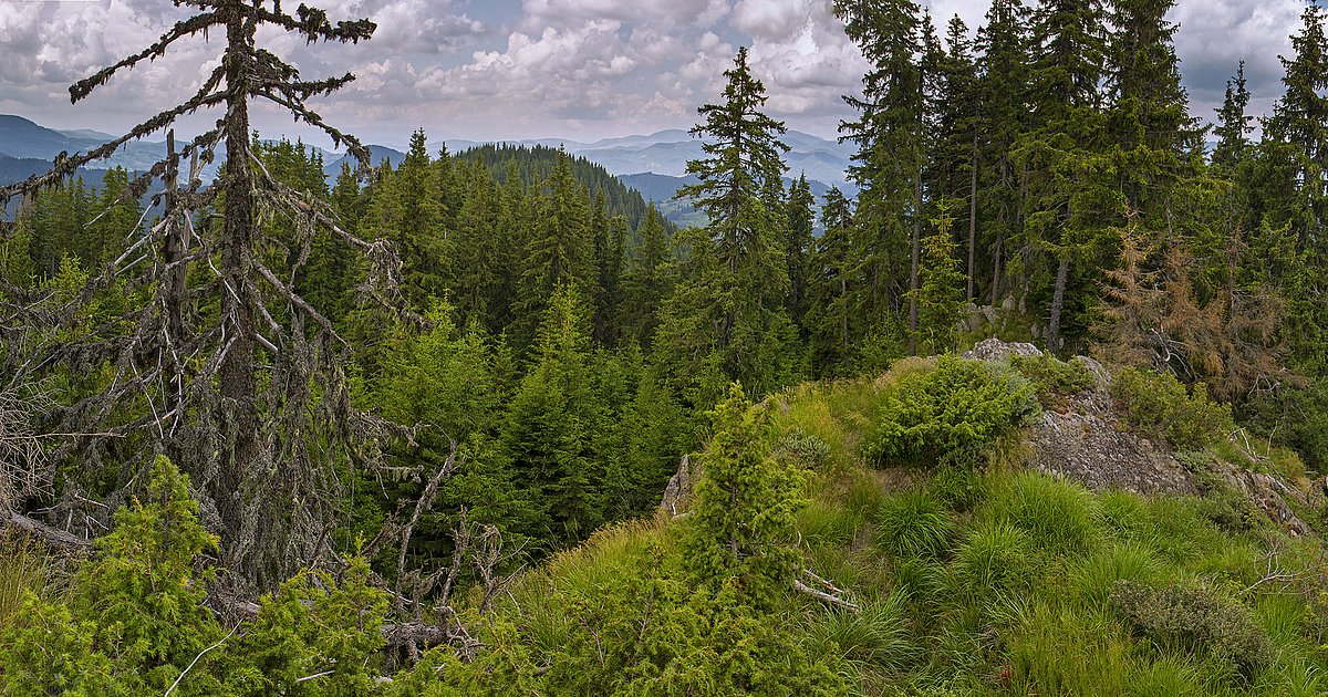 Mountain Norway spruce forests under climate change (BIOFORMA)