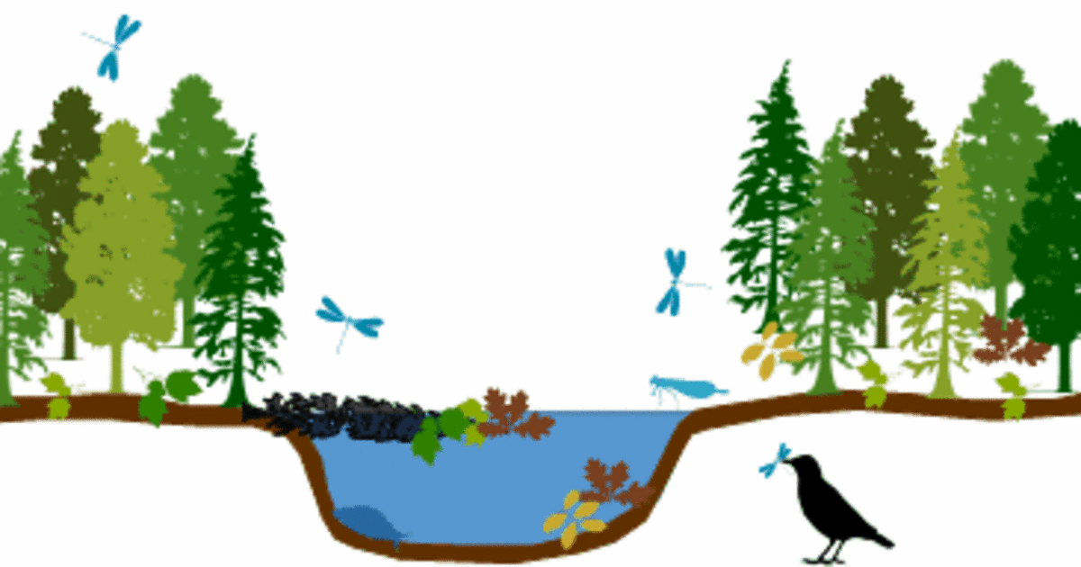 Food-webs across aquatic-terrestrial environments in forests in the ...