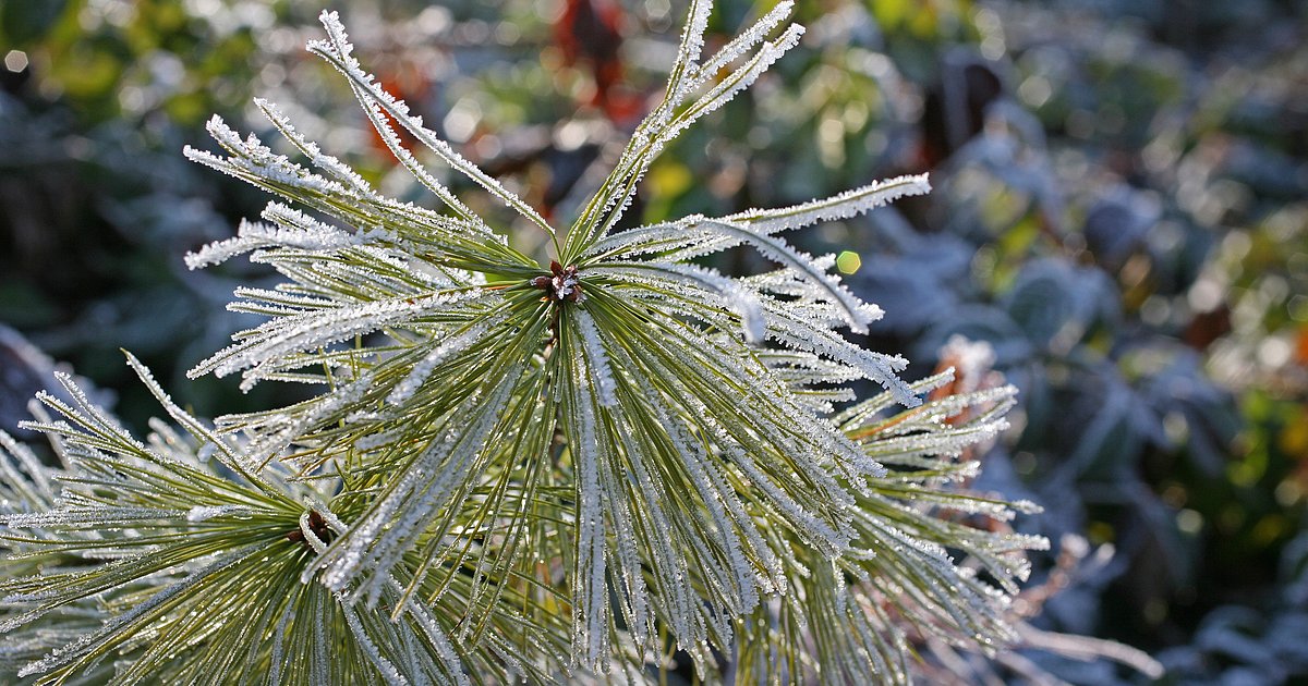 Climate change increases risk of spring frost