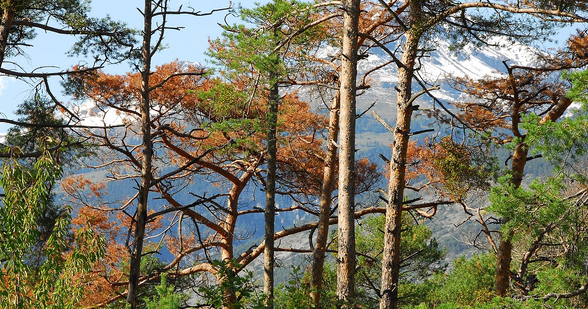 Climate change and ... forests