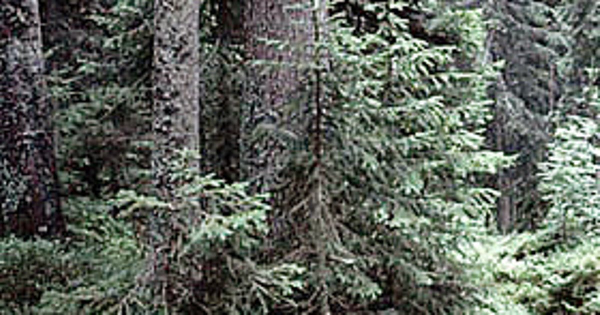 Forest management using the group selection system