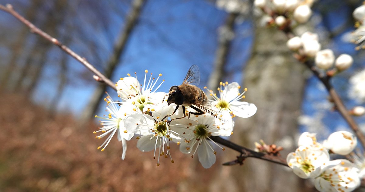 Do mild winters harm forest trees?