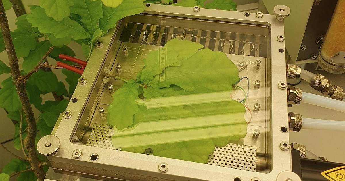 Trees under heat stress: Researchers unravel the reaction of trees to ...