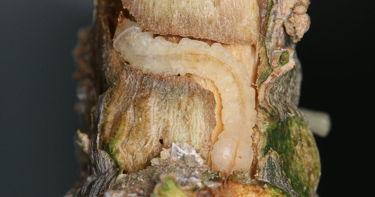 Preparing for the arrival of a highly invasive beetle in Switzerland