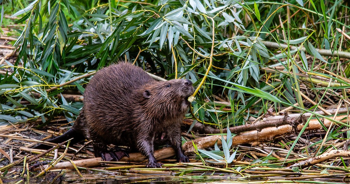 Beavers create habitats for bats