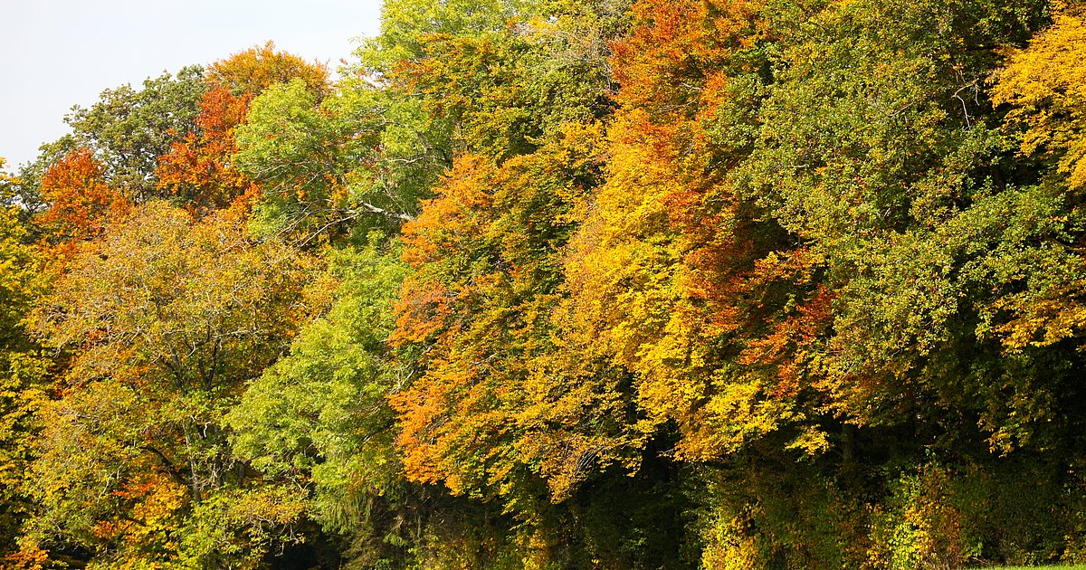 Wald in Europa: Mehr Baumarten bringen mehr Nutzen